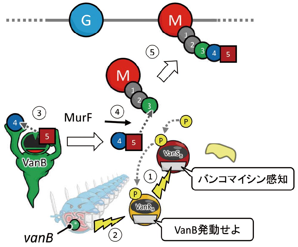 第2章 庶民系の細菌①